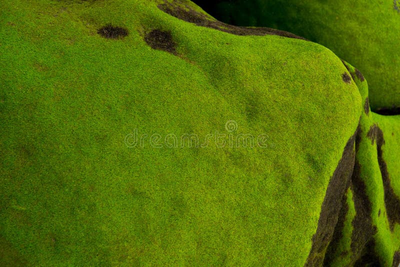 Rock with Moss on Coast. Moss Green Stock Image - Image of nature ...