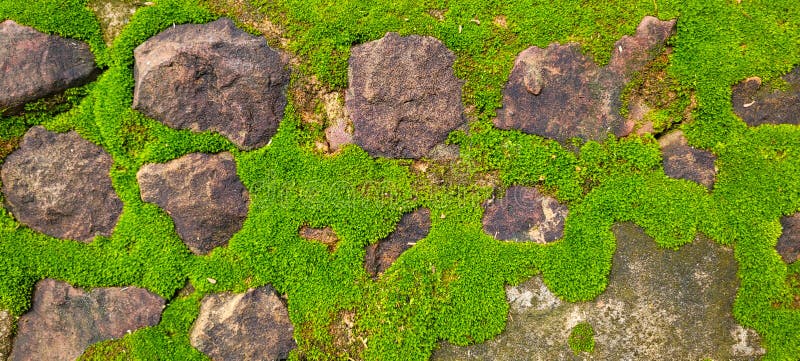 Rock with moss floor stock photo. Image of nature, decor - 335684196