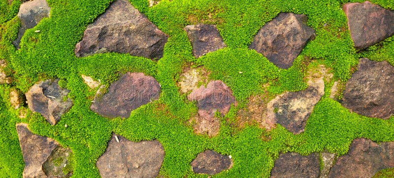 Rock with moss floor stock image. Image of decoration - 342761993