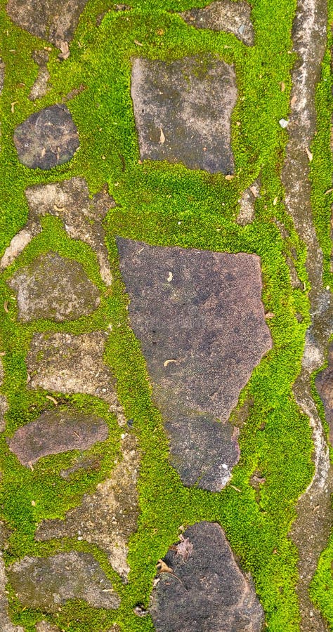 Rock with moss floor stock image. Image of feet, park - 358625465
