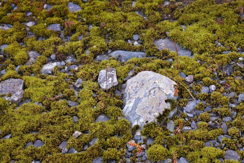 Rock and moss stock photo. Image of stone, nature, isolate - 38809390