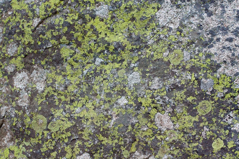 Rock Moss Texture Picture. Image: 23951373