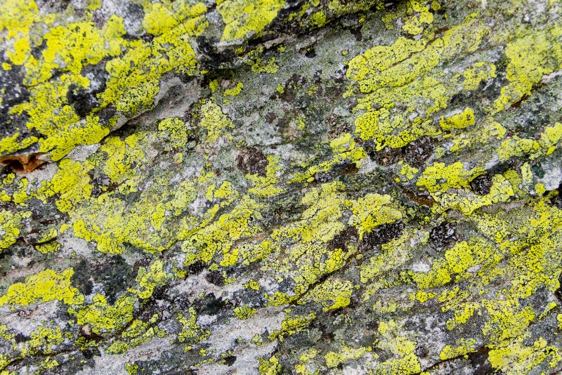 Rock with moss stock image. Image of autumn, moss, landscape - 61874233