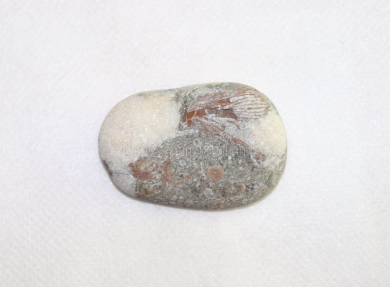 Rock, Multicolored, Odd Shape, Seashell Imprints, White Background ...