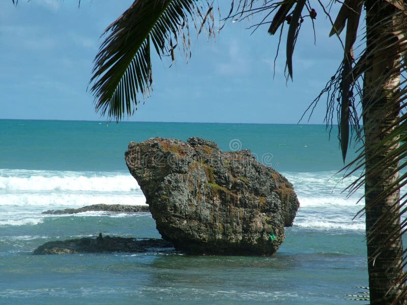 Rock and palm_2 stock image. Image of fossils, water, palm - 107277