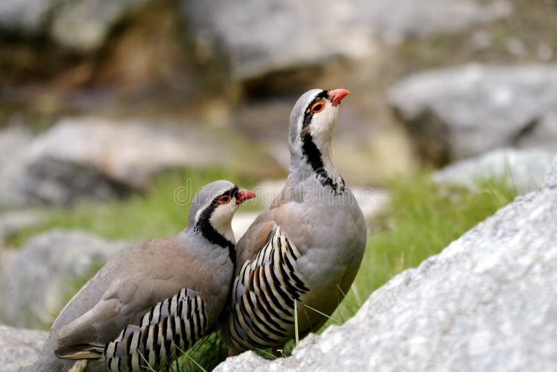 Rock Partridge, Alectoris Graeca Stock Image - Image of feathers ...
