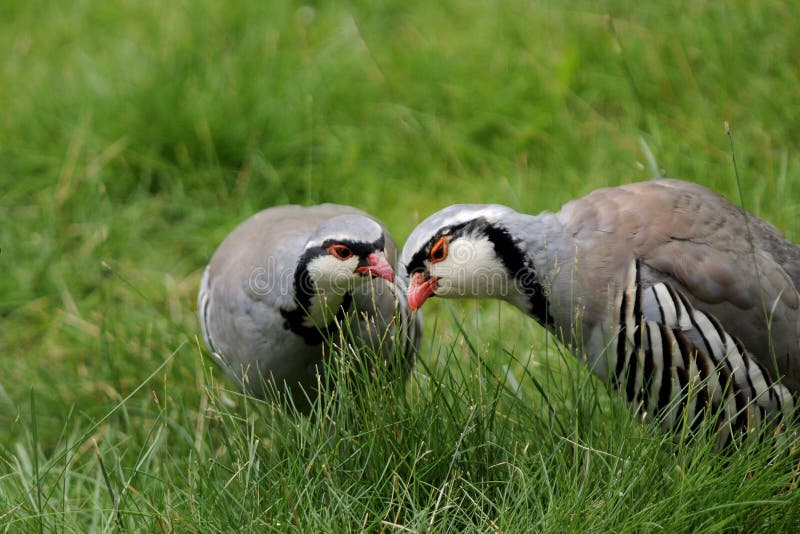 Rock Partridge, Alectoris Graeca Stock Image - Image of plumage, close ...