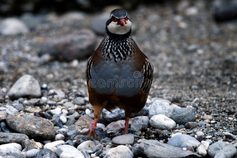 Rock Partridge; Greek Partridge Stock Image - Image of flying, natural ...