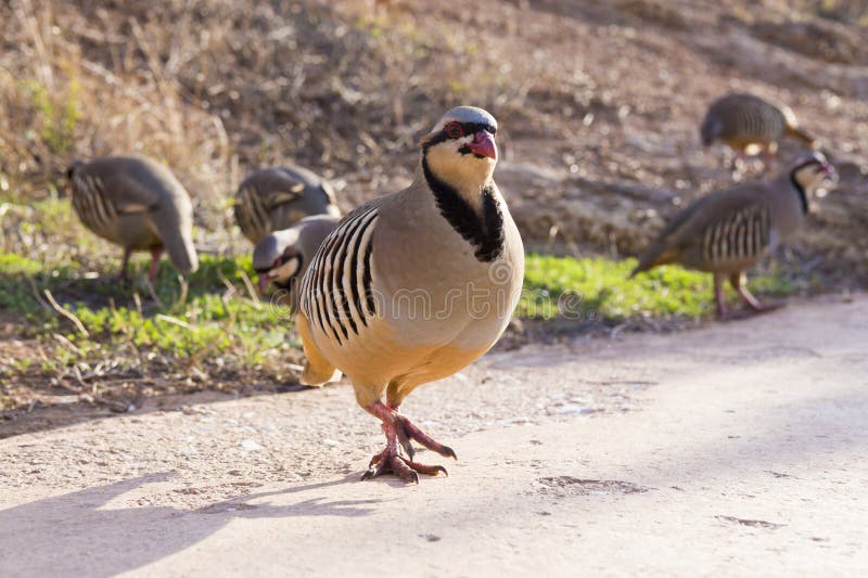 Rock Partridge walking stock image. Image of family - 378695519