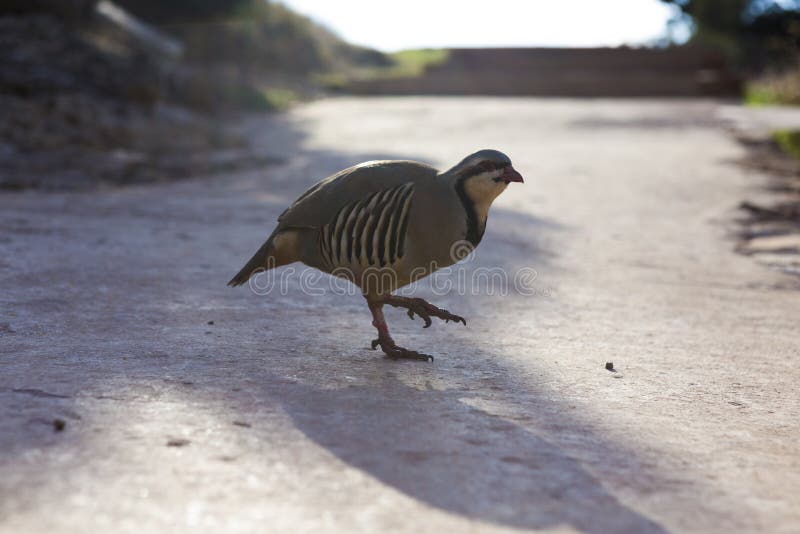 Rock Partridge walking stock photo. Image of outdoors - 128401698