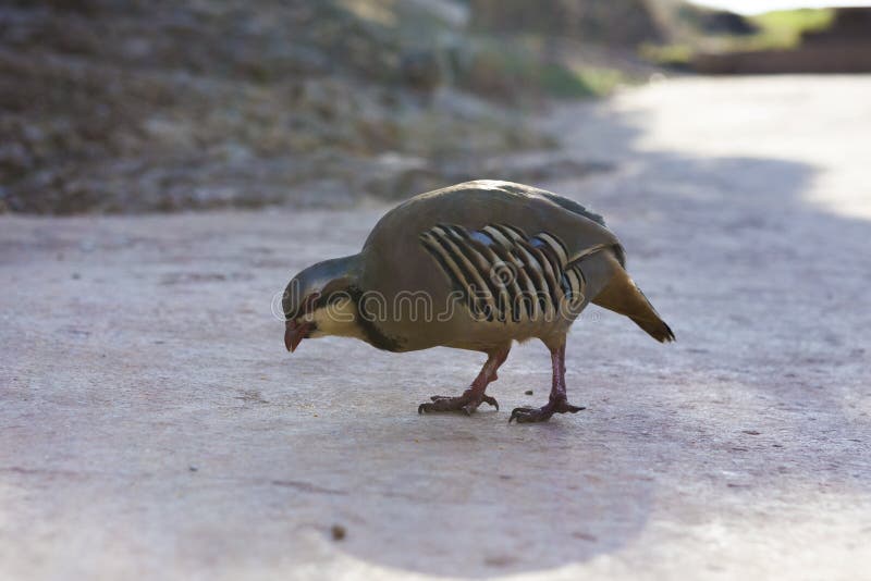 Rock Partridge Walking on the Steps from Poseidon Temple Stock Photo ...