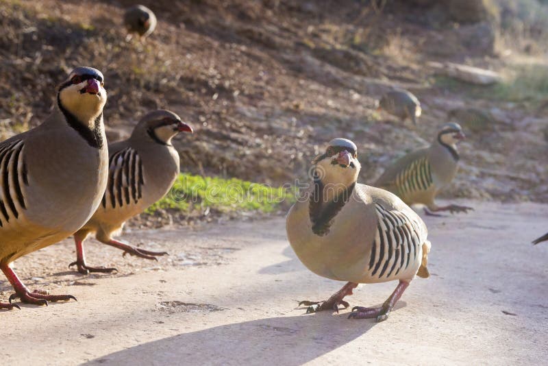 Rock Partridge Walking on the Steps from Poseidon Temple Stock Photo ...