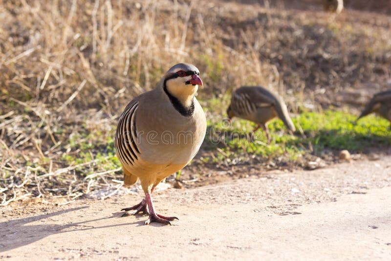 Rock Partridge Walking on the Steps from Poseidon Temple Stock Photo ...