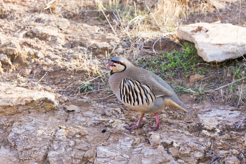 Rock Partridge Walking on the Steps from Poseidon Temple Stock Image ...