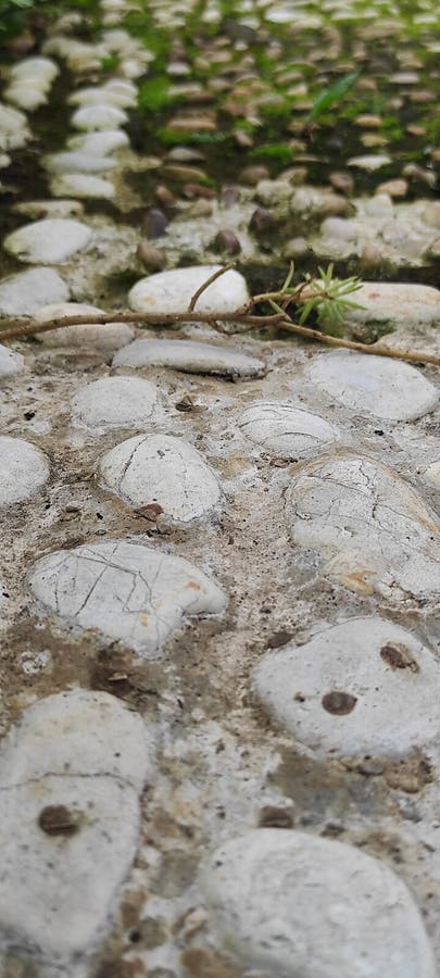 Rock in the pathway stock photo. Image of wildlife, tree - 209246490