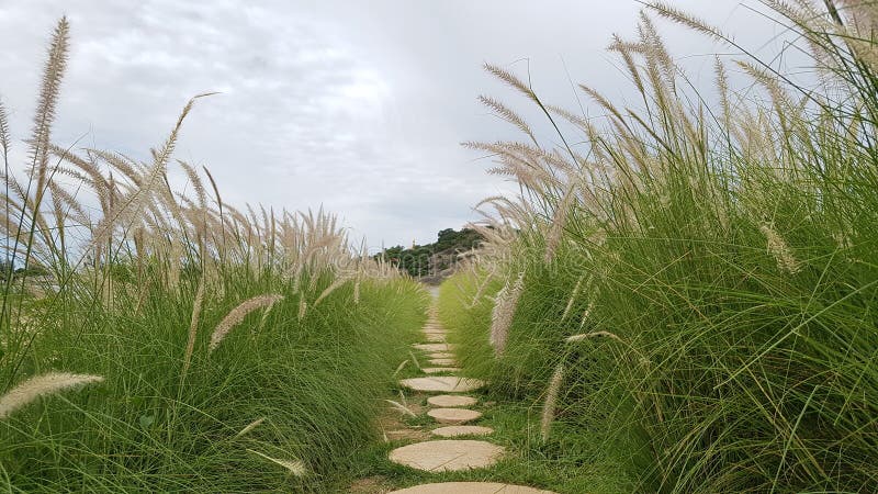 Rock pathway in grass stock photo. Image of agriculture - 189395142