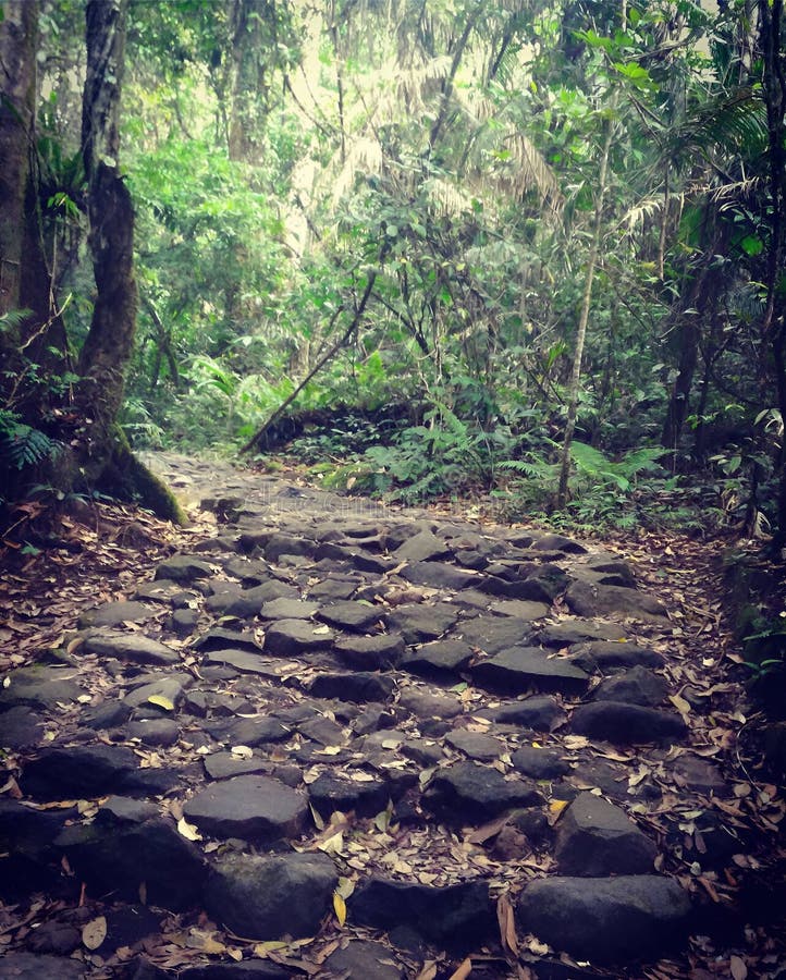 Rock Pathway through the Jungle Stock Photo - Image of green, rock ...