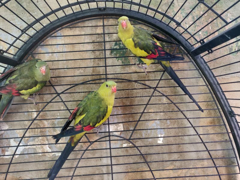 Rock Pebbler Parrots stock photo. Image of animal, parakeet - 181929922