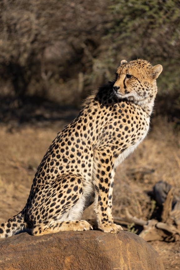 Rock perch 3 stock photo. Image of savannah, south, watch - 344052348