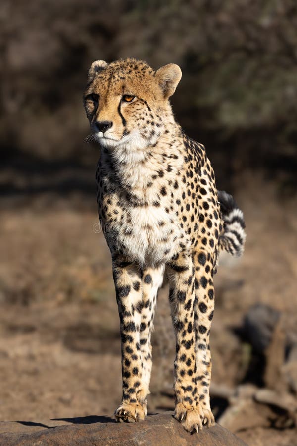 Rock perch 5 stock image. Image of male, surrounding - 344052797