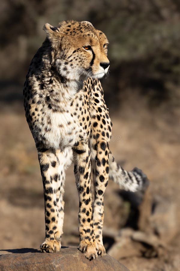 Rock perch 4 stock image. Image of rock, predator, savannah - 344052855