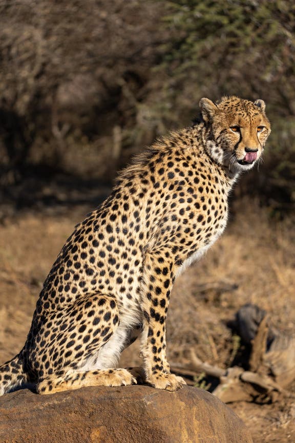 Rock perch lookout 1 stock photo. Image of reserve, perch - 344052322