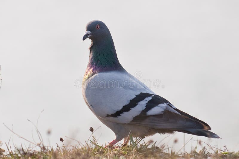Rock Pigeon stock photo. Image of pigeon, wing, nature - 29489944