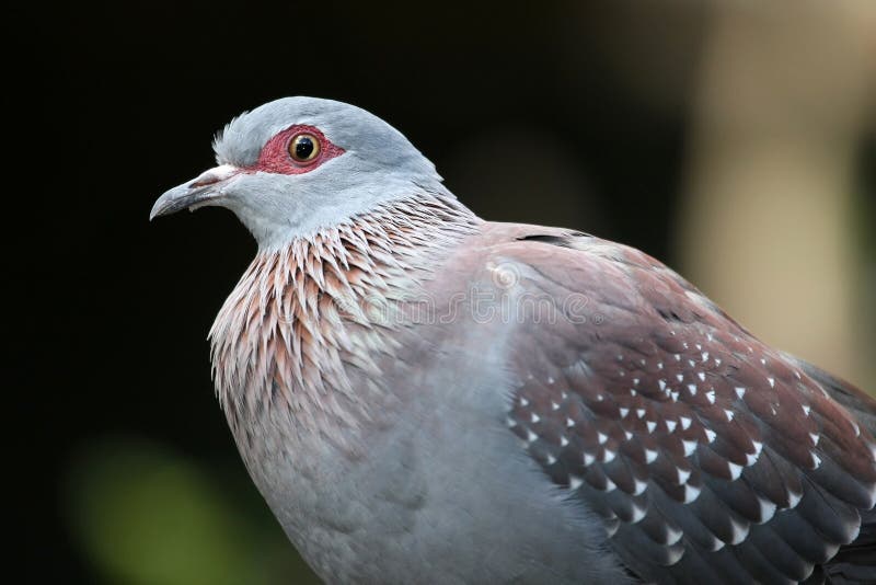 Rock Pigeon Bird stock image. Image of nature, close - 15773839