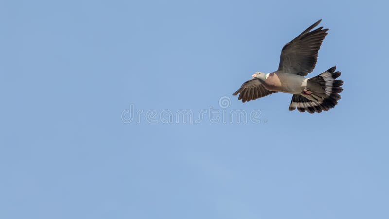 Rock Pigeon or Rock Dove Flying Stock Photo - Image of peace, natural ...