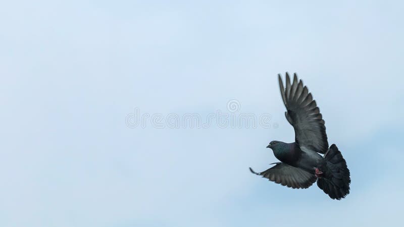 Rock Pigeon or Rock Dove Flying Stock Photo - Image of pigeon, perch ...