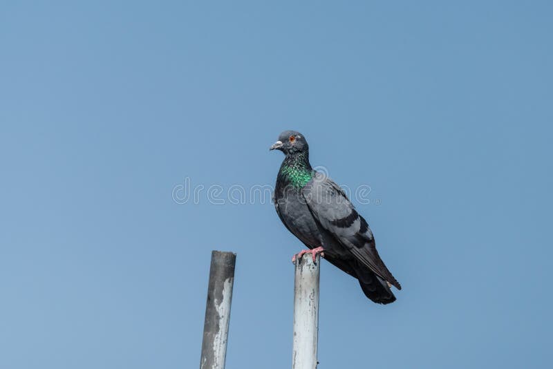 Rock pigeon perched stock image. Image of closeup, freedom - 107508215