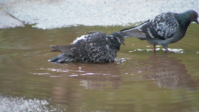 Pigeons Splash and Bath in a Water Stock Footage - Video of dove ...