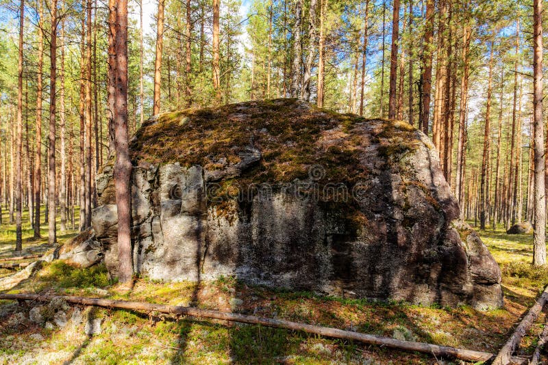 Rock in pine forest stock image. Image of woods, trunk - 107645175