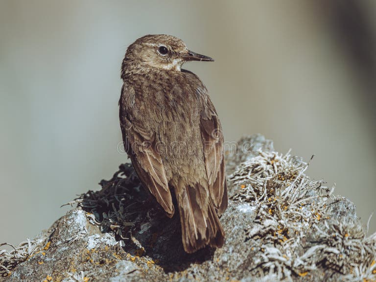 Rock Pipit Basking on the Cliffs at South Stack, Wales Stock Photo - Image of pipit, bird: 377902264