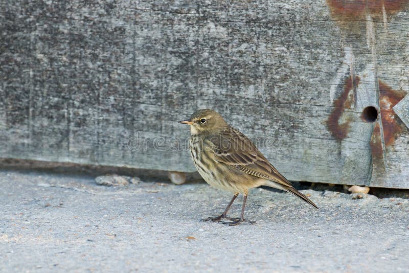 Rock Pipit stock photo. Image of rock, closeup, bird - 84975444
