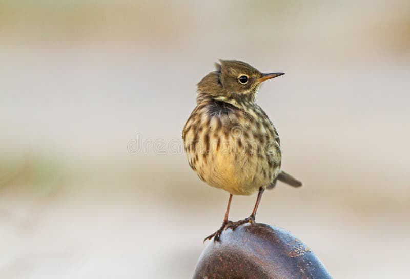 Rock Pipit stock image. Image of cute, legs, colour, background - 36956753