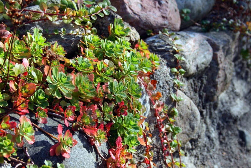 Rock Plant Picture. Image: 14073524