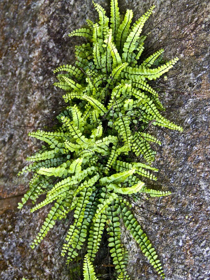 Rock plant stock photo. Image of vibrant, stone, interesting - 9353346