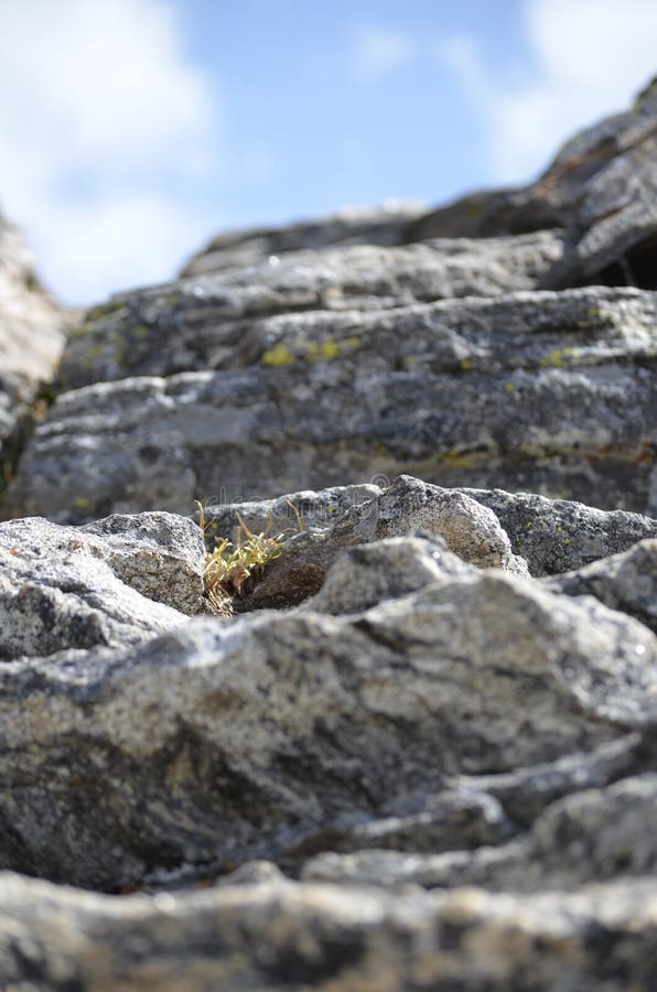 Rock and Plant stock photo. Image of rock, detailed, favorite - 78178056