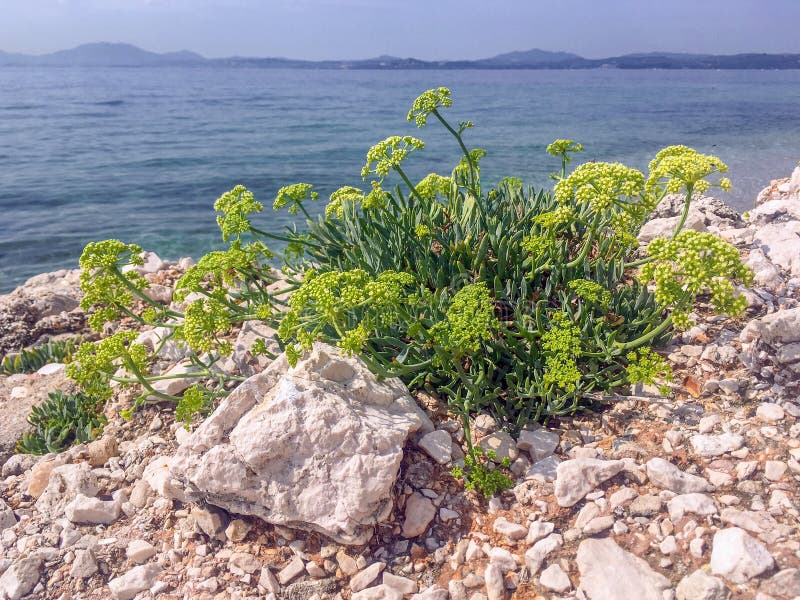 Rock Plants in Glyfa on Corfu, Greece. Stock Image - Image of ...