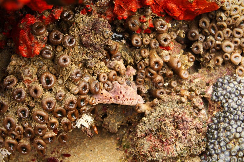 Rock Pool Life, with Polypted Corals Stock Image - Image of pools, tide ...