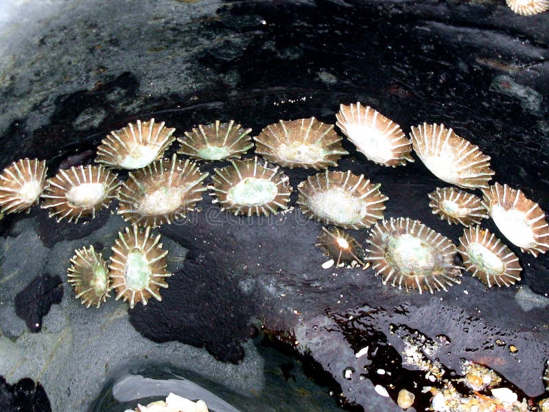 Rock pool stock photo. Image of ocean, rock, animals - 16540518