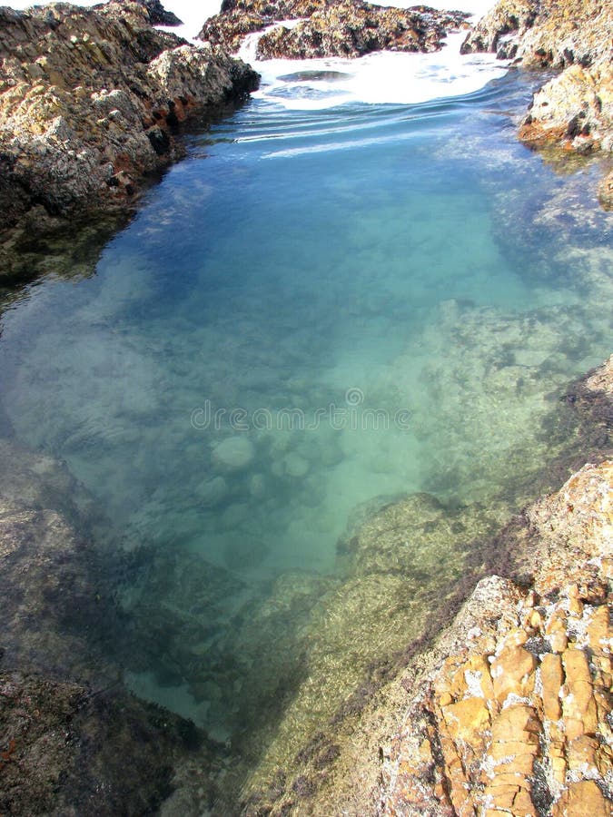 Rock pool marine life stock image. Image of silver, ocean - 16540501