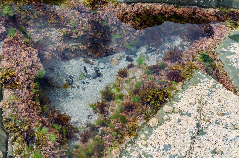 Rock Pool on the Beach at Ballywalter Stock Image - Image of biology ...