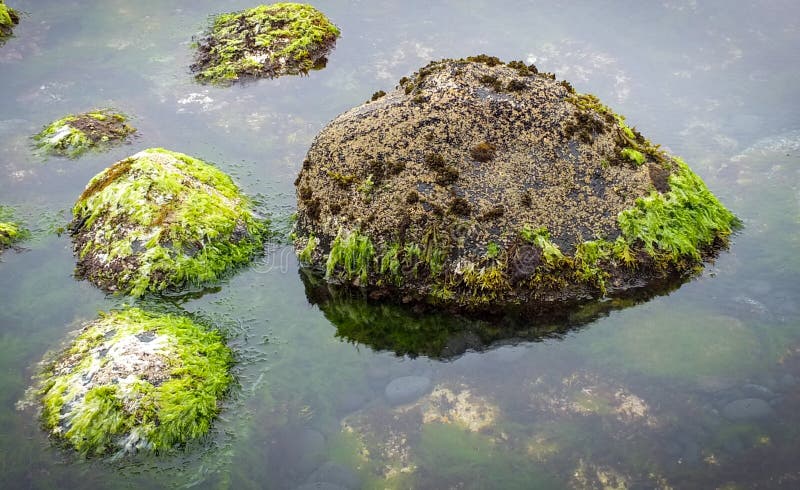 Rock pool detail stock photo. Image of still, underwater - 38792704