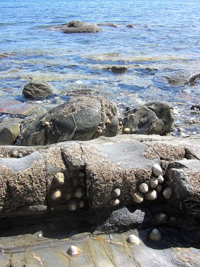 Rock Pool stock photo. Image of shore, marine, tidal - 30619398
