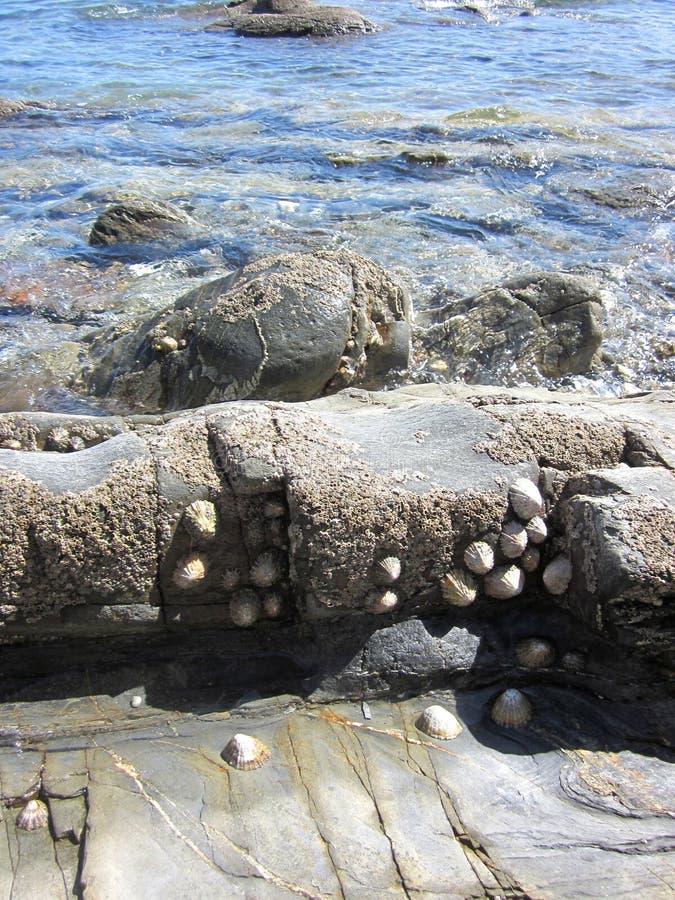 Rock Pool stock photo. Image of conical, snails, rocks - 30619424