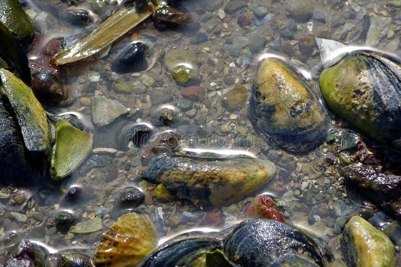 Rock pool shells stock image. Image of natural, beach - 48454649