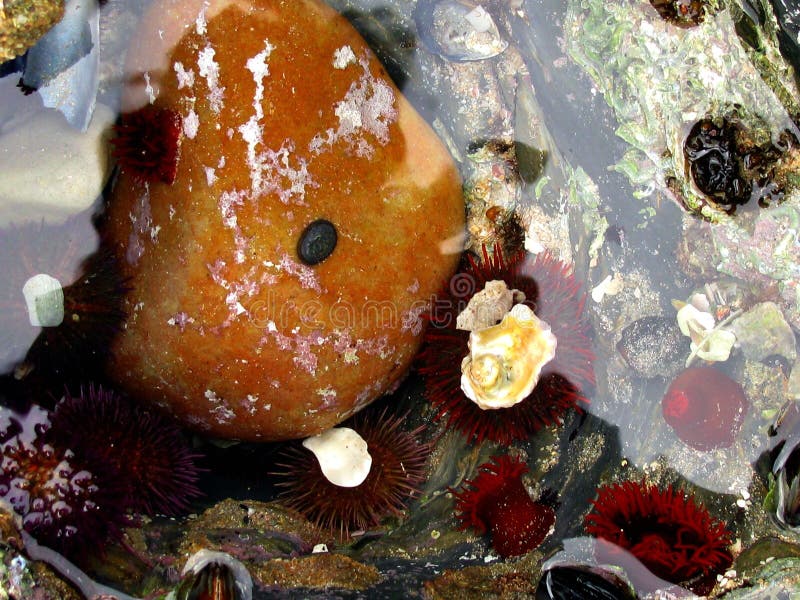 Rock pool marine life stock image. Image of silver, ocean - 16540501