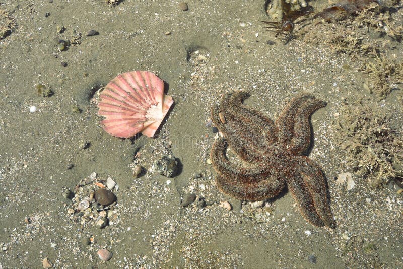 Small tide pool stock image. Image of tide, pool, natures - 55030439
